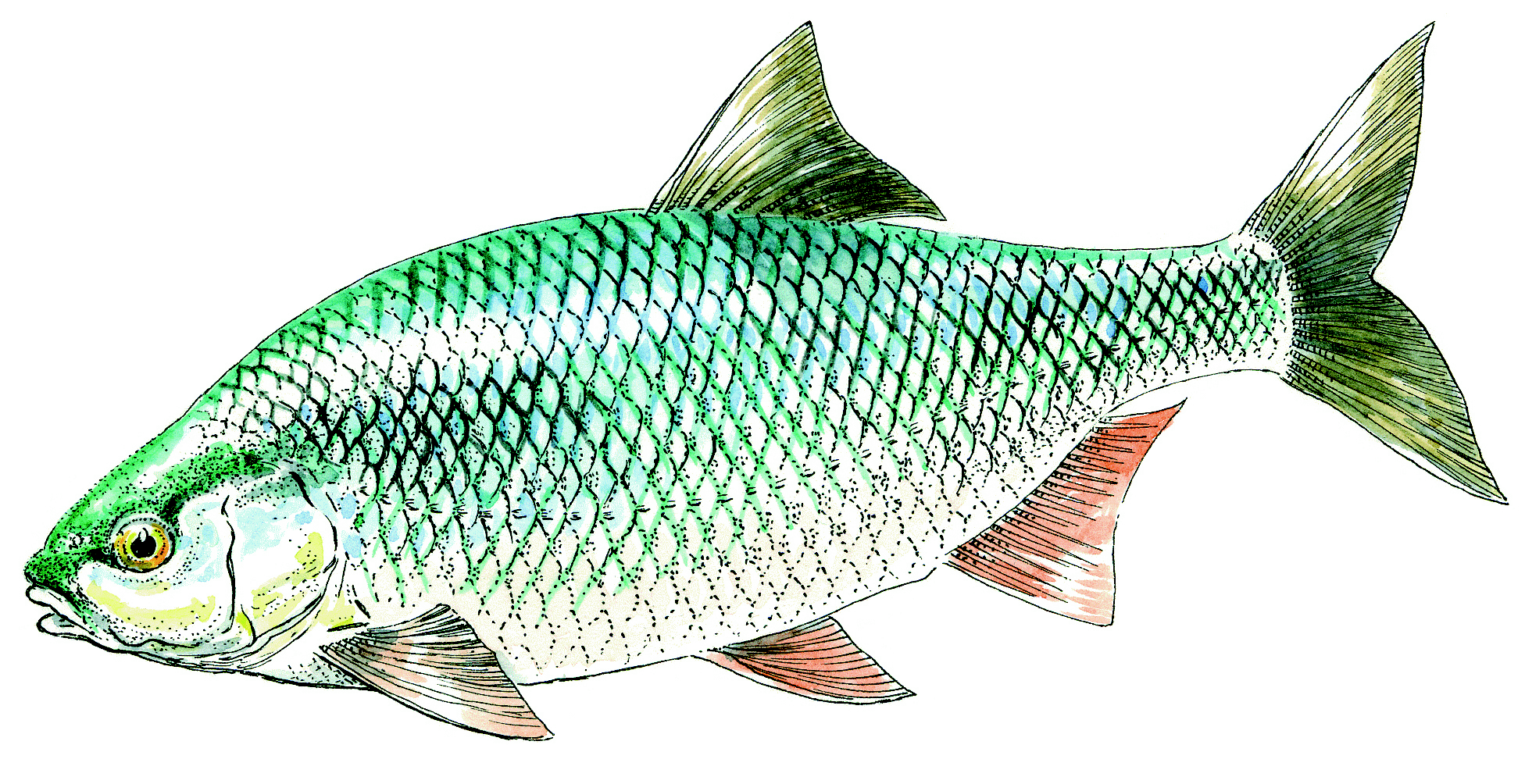 Guide des espèces - La pêche en Deux-Sèvres